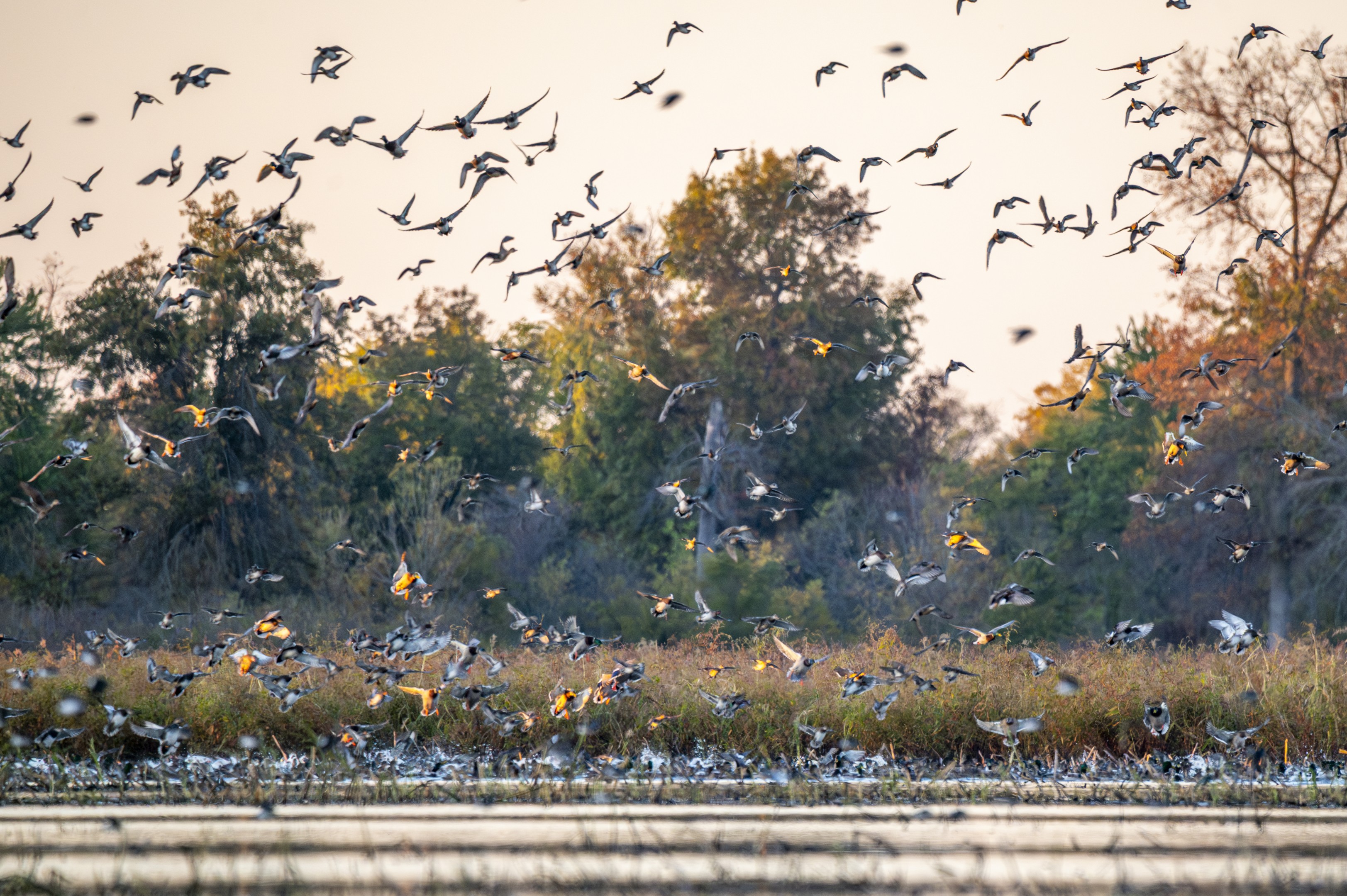 Best Duck Hunting Land for Sale: Why Missouri & Illinois Rule the Flyway